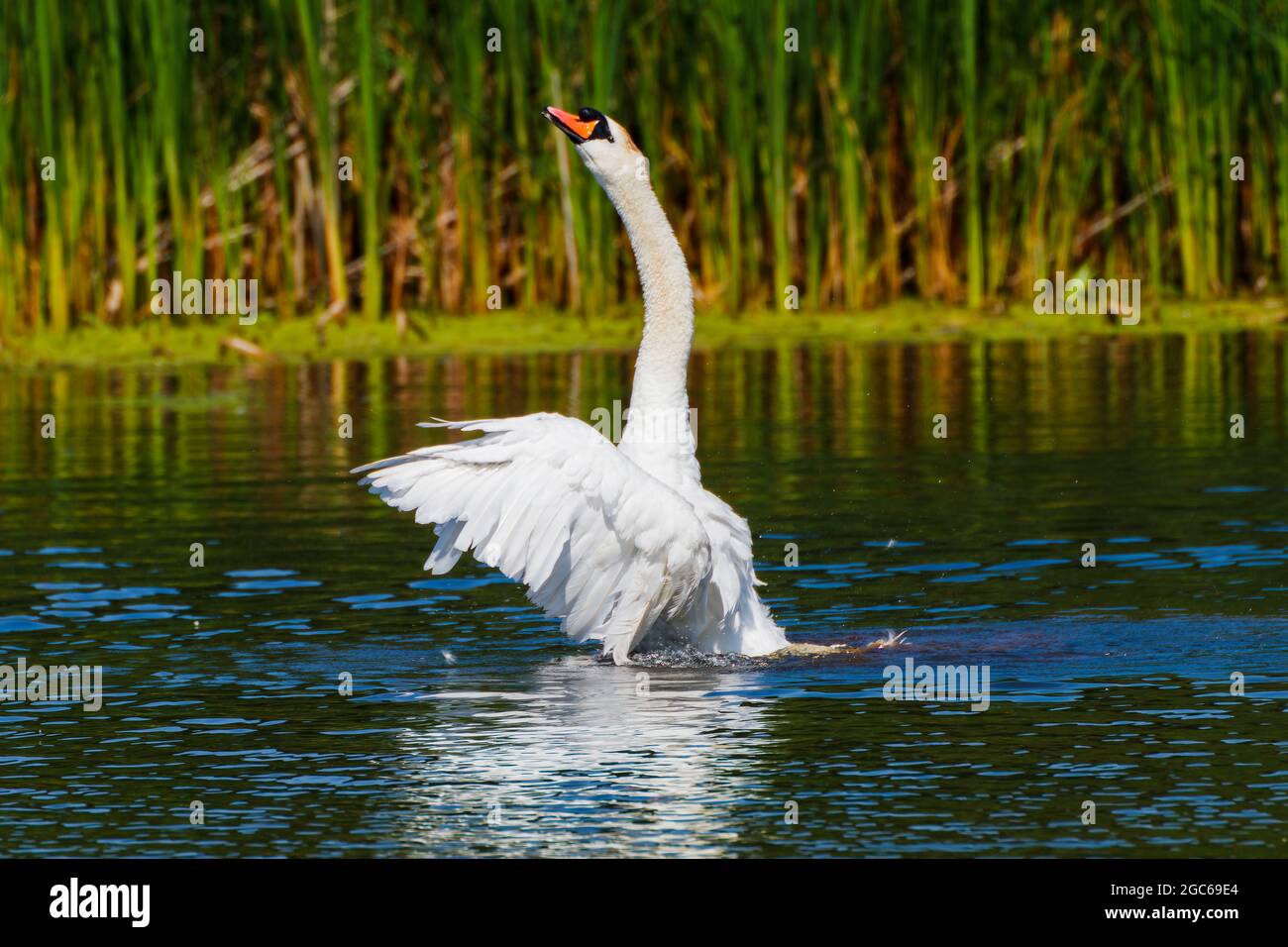 Swan on a calm and sunny lake Stock Photo - Alamy