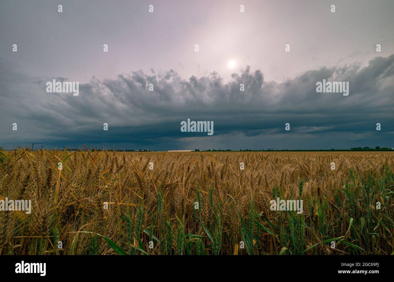 Arcus cloud of a thunderstorm over wheat fields Stock Photo - Alamy