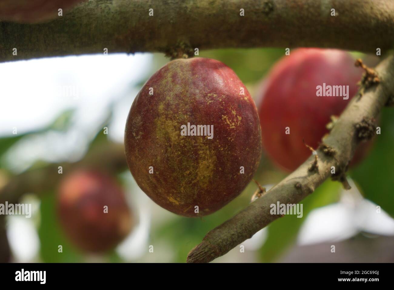 Phaleria macrocarpa (Also called Mahkota Dewa, simalakama, Makuto Rojo ...