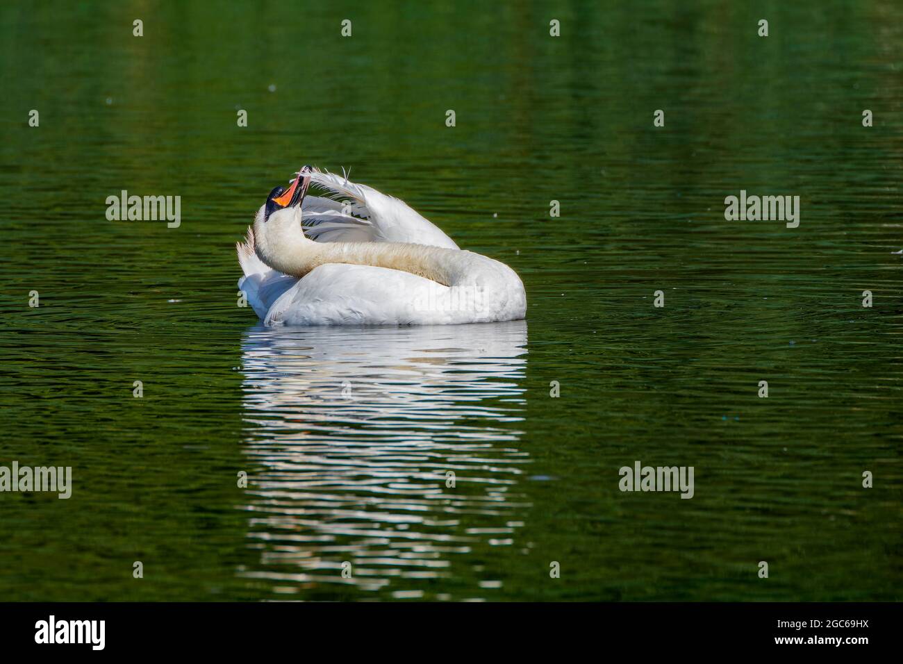 Swan on a calm and sunny lake Stock Photo - Alamy