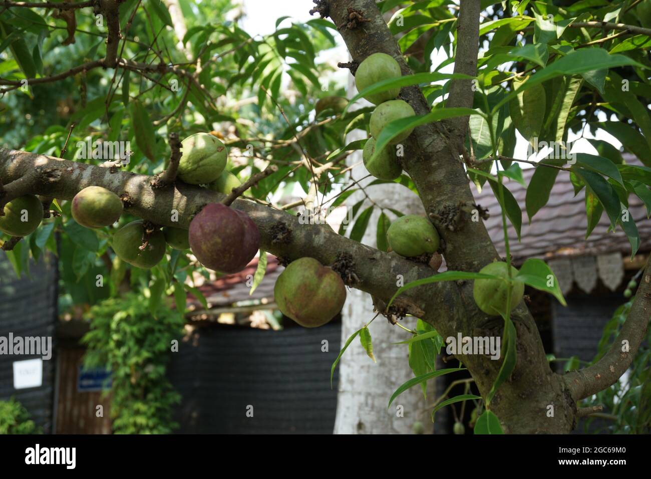 Phaleria macrocarpa (Also called Mahkota Dewa, simalakama, Makuto Rojo ...