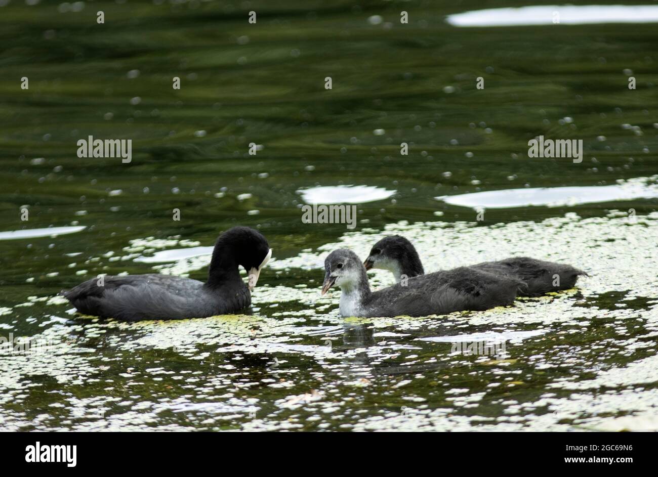 The coot is larger and dumpier than its close relative, the Moorhen. A ...