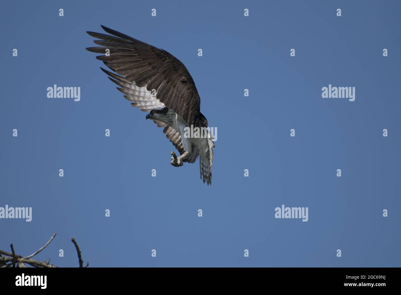 Low angle shot of an osprey hawk in a blue sky bringing a branch for ...