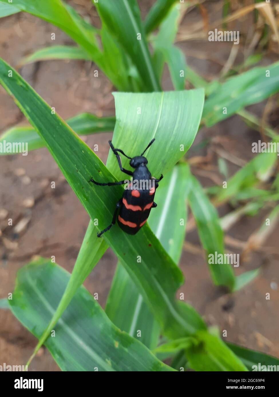 Vertical shot of a beetle on a plant Stock Photo - Alamy