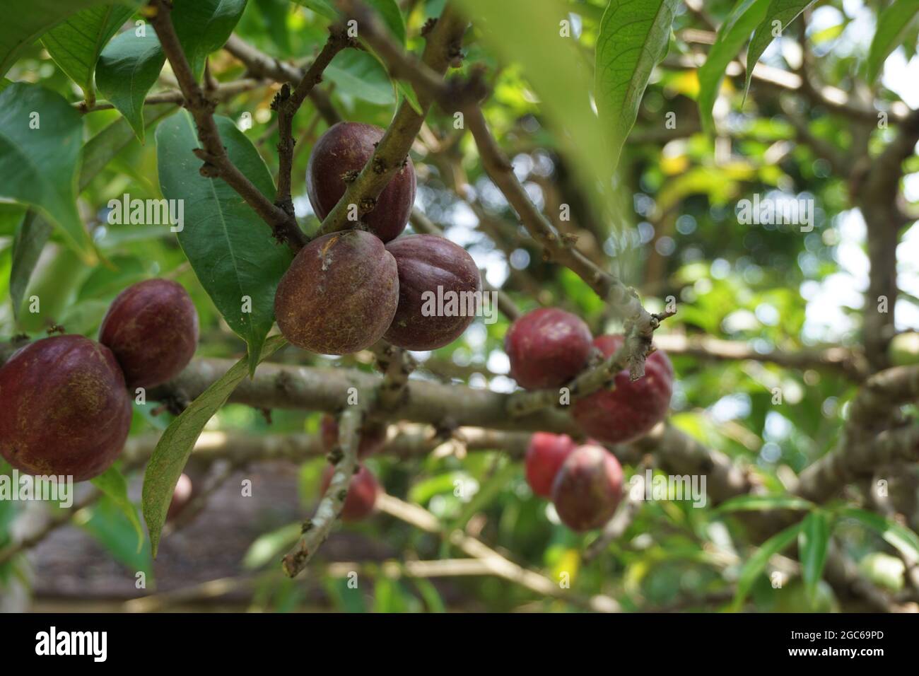 Phaleria macrocarpa (Also called Mahkota Dewa, simalakama, Makuto Rojo ...