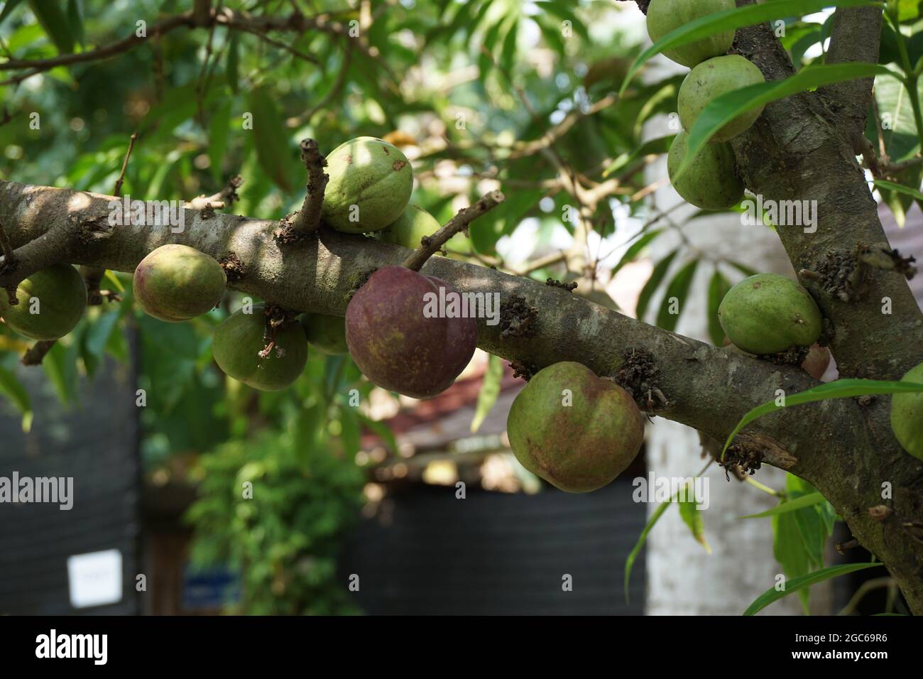 Phaleria macrocarpa (Also called Mahkota Dewa, simalakama, Makuto Rojo ...