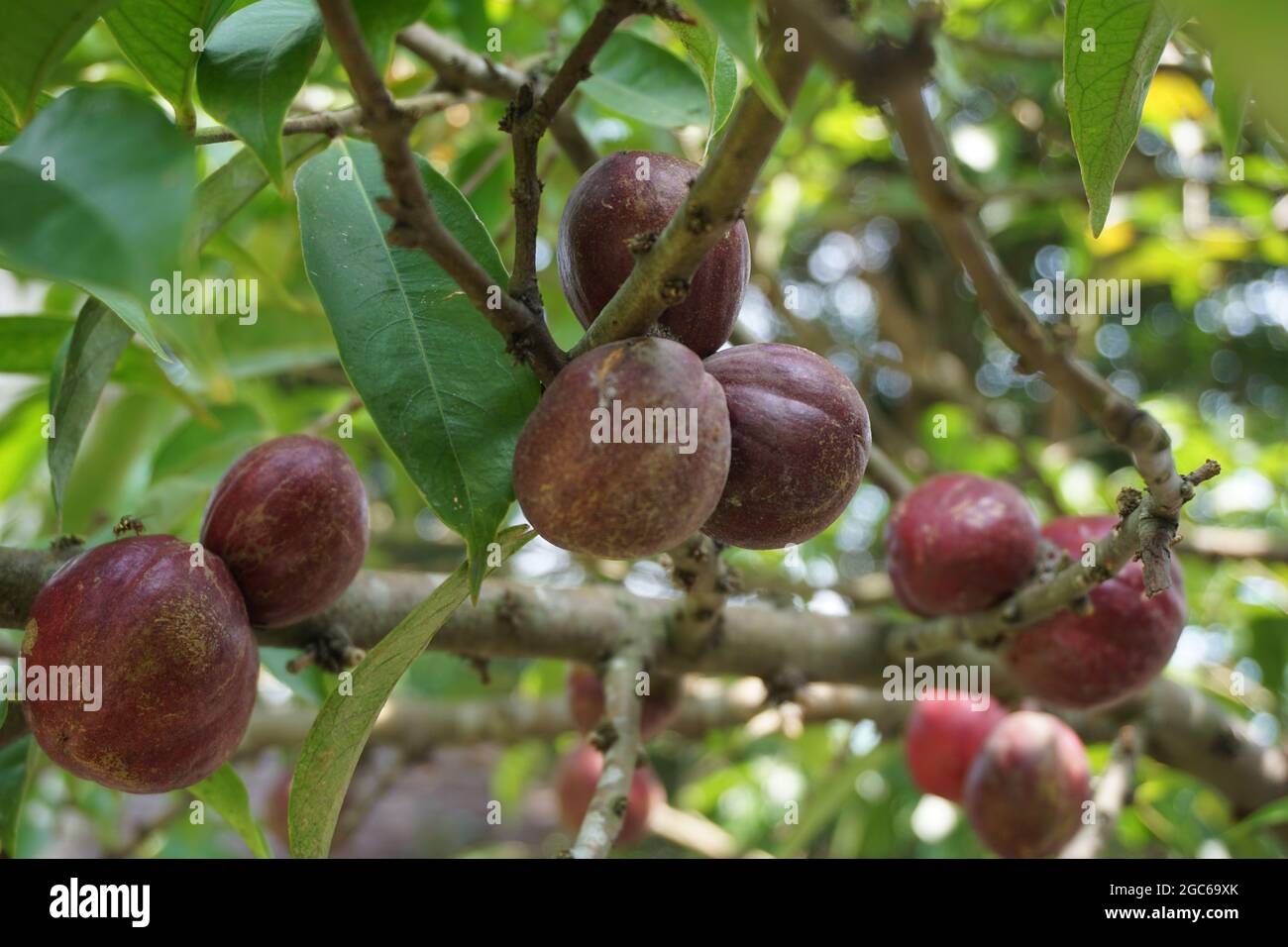 Phaleria macrocarpa (Also called Mahkota Dewa, simalakama, Makuto Rojo ...