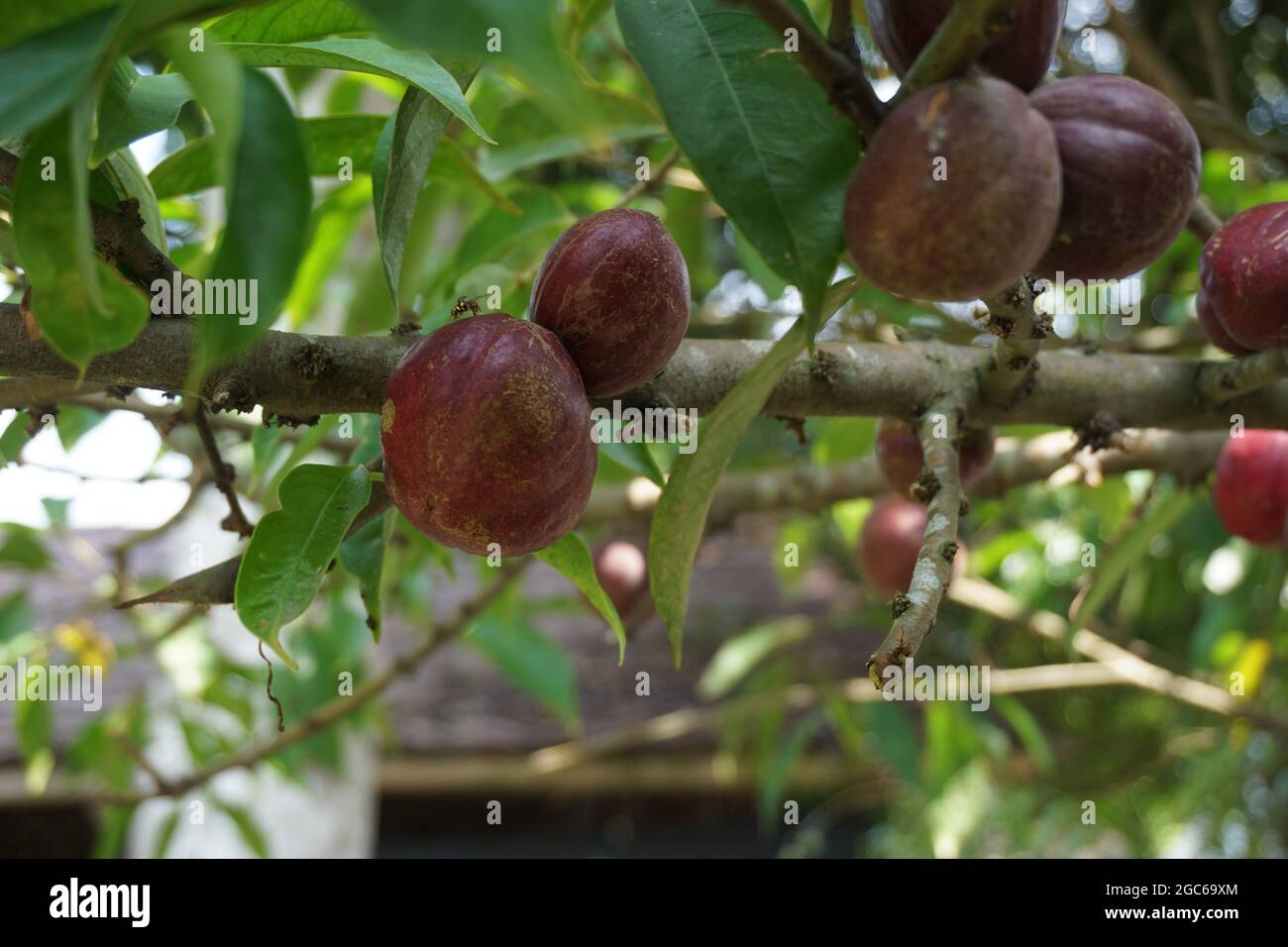 Phaleria macrocarpa (Also called Mahkota Dewa, simalakama, Makuto Rojo ...