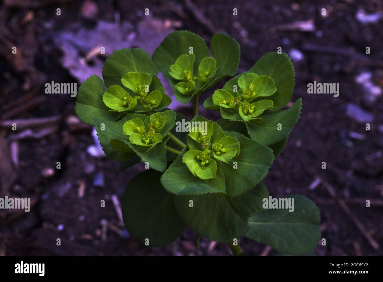 Euphorbia sungazer hi-res stock photography and images - Alamy