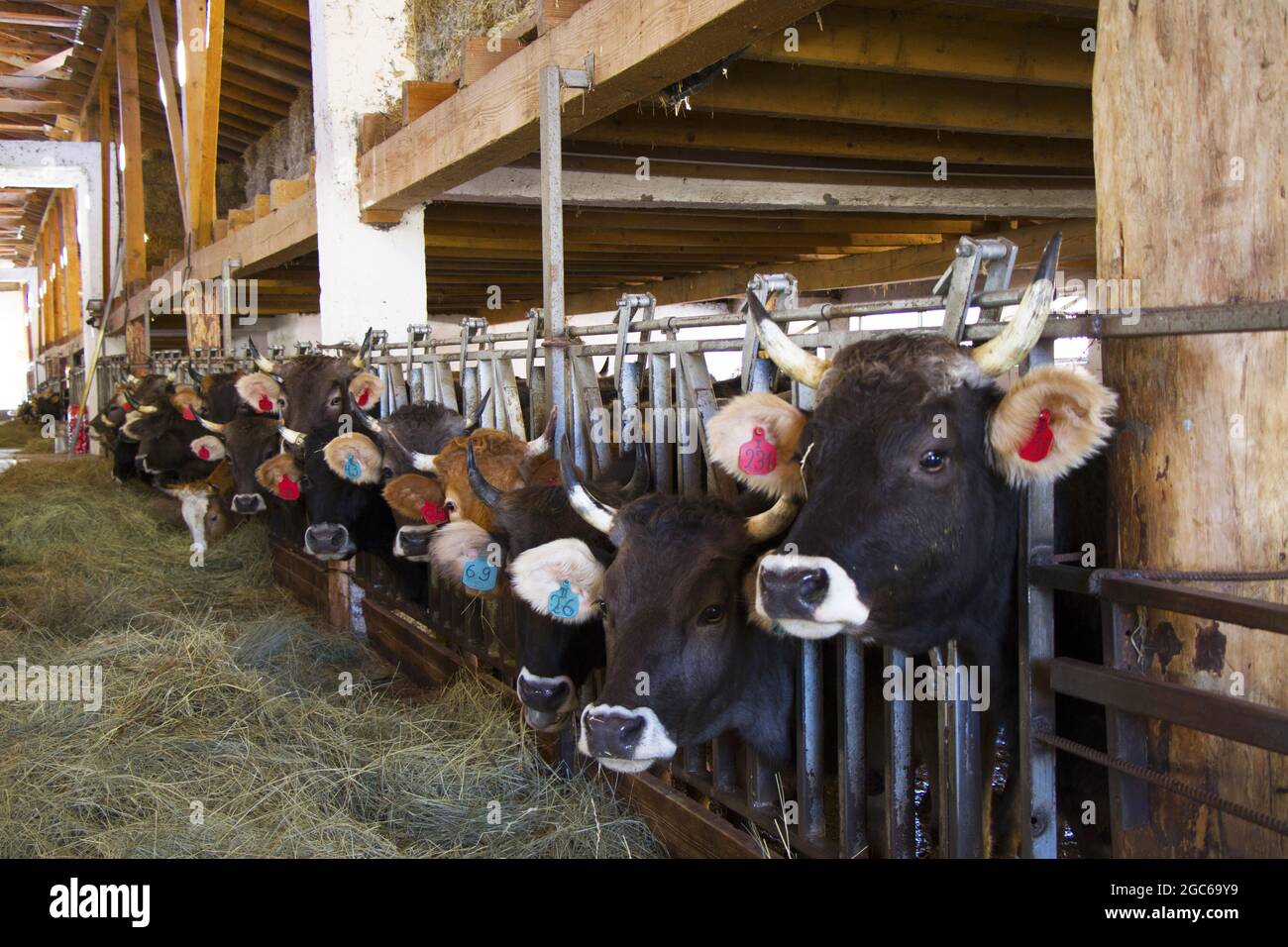 Group of cows on a farm standing and eating hay in Racha, Georgia Stock ...