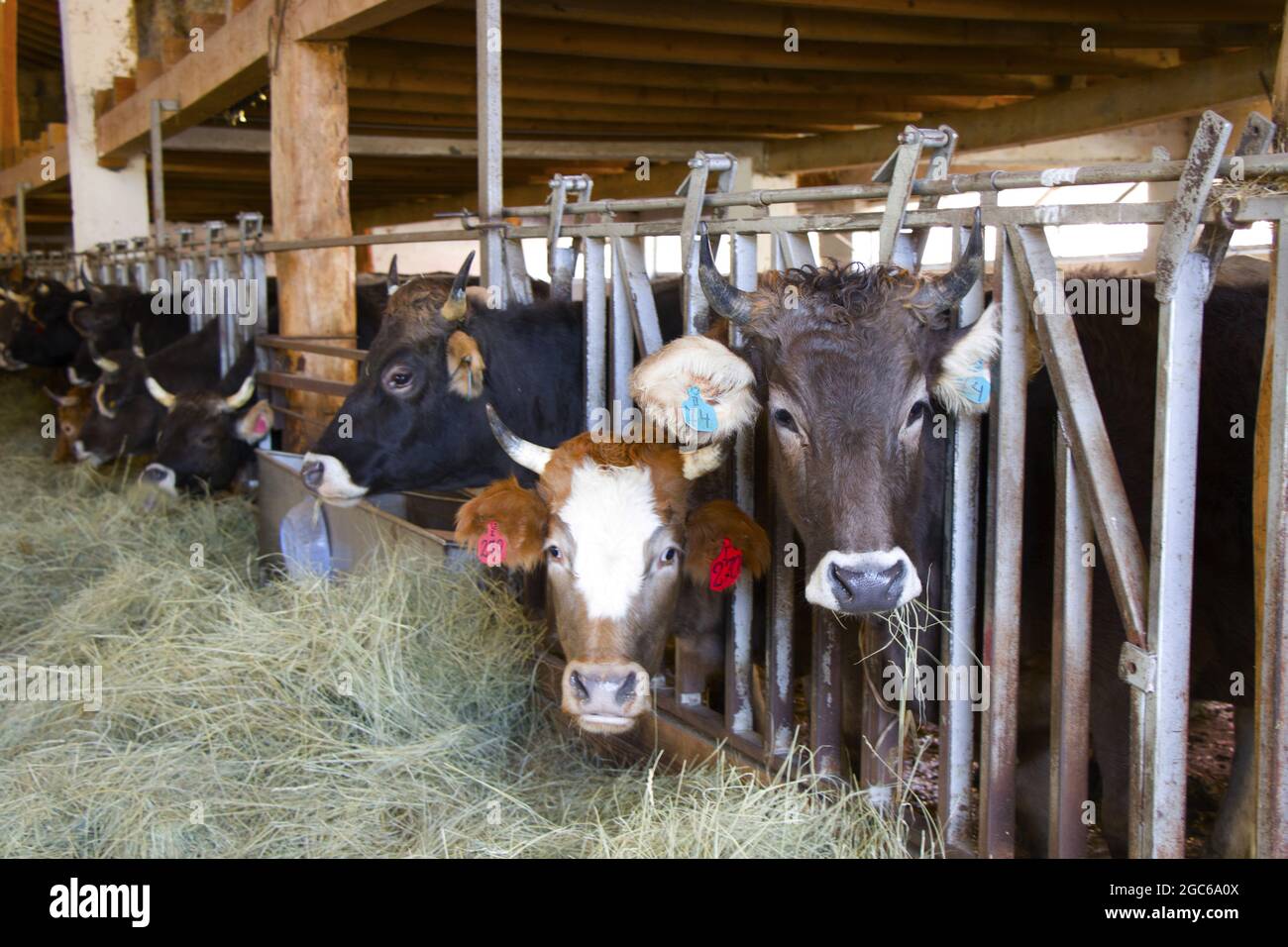 Group of cows on a farm standing and eating hay in Racha, Georgia Stock ...