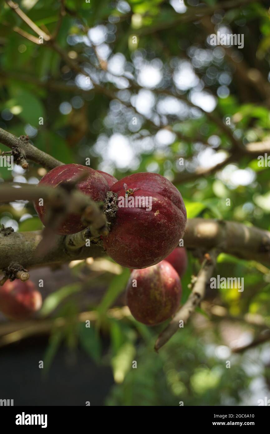Phaleria macrocarpa (Also called Mahkota Dewa, simalakama, Makuto Rojo ...