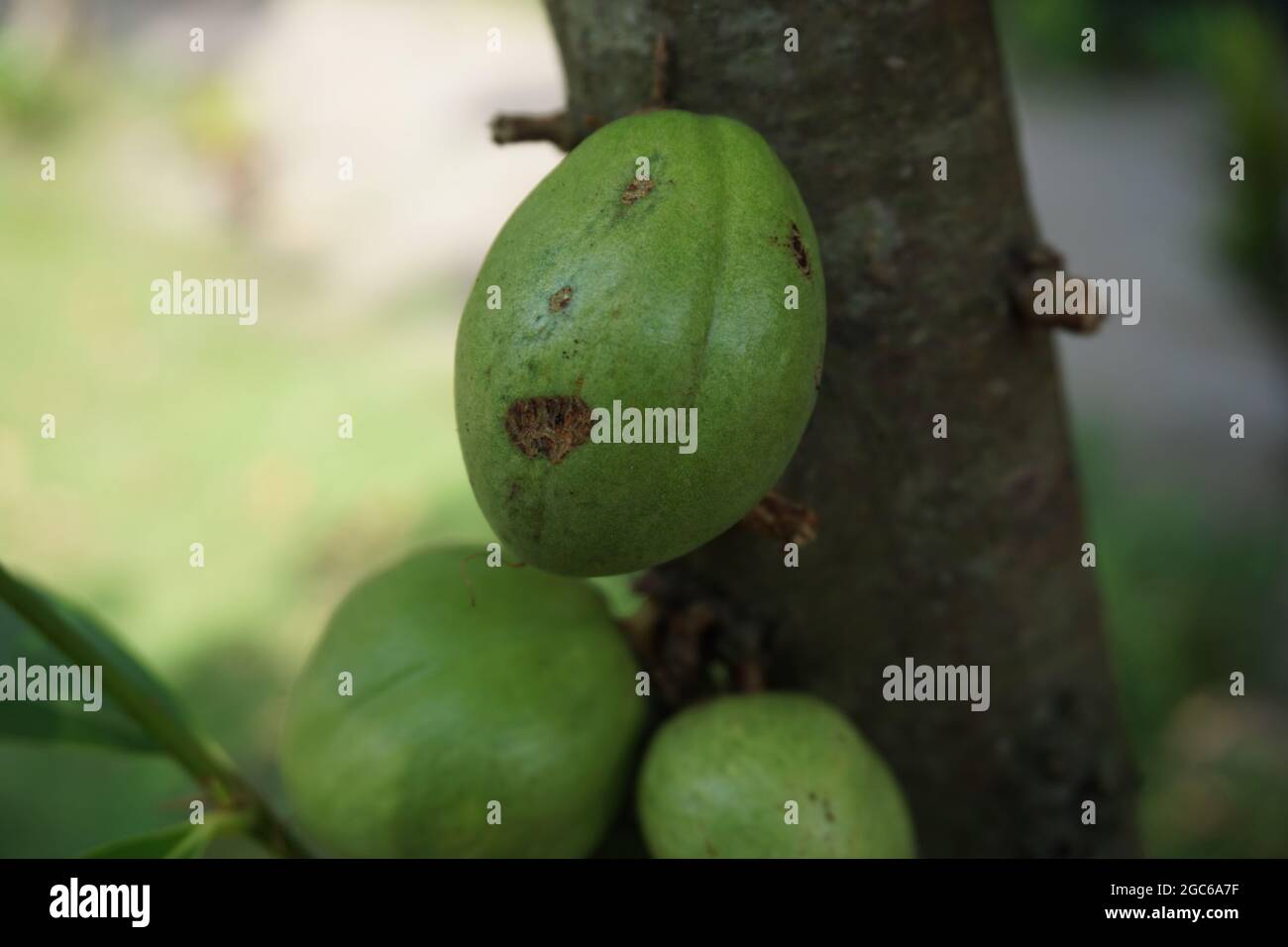 Phaleria macrocarpa (Also called Mahkota Dewa, simalakama, Makuto Rojo ...