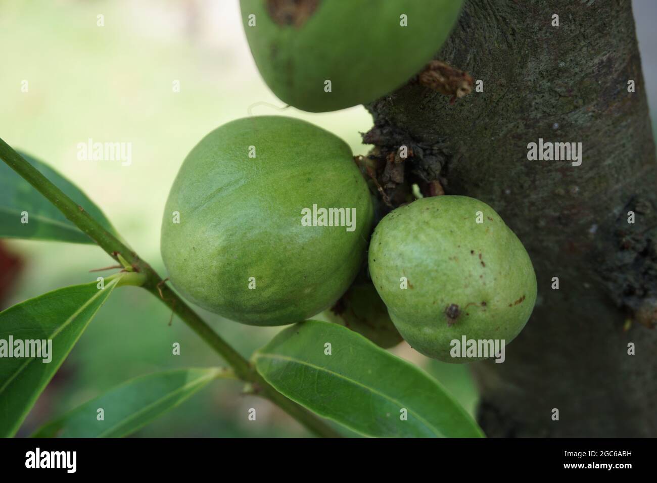Phaleria macrocarpa (Also called Mahkota Dewa, simalakama, Makuto Rojo ...