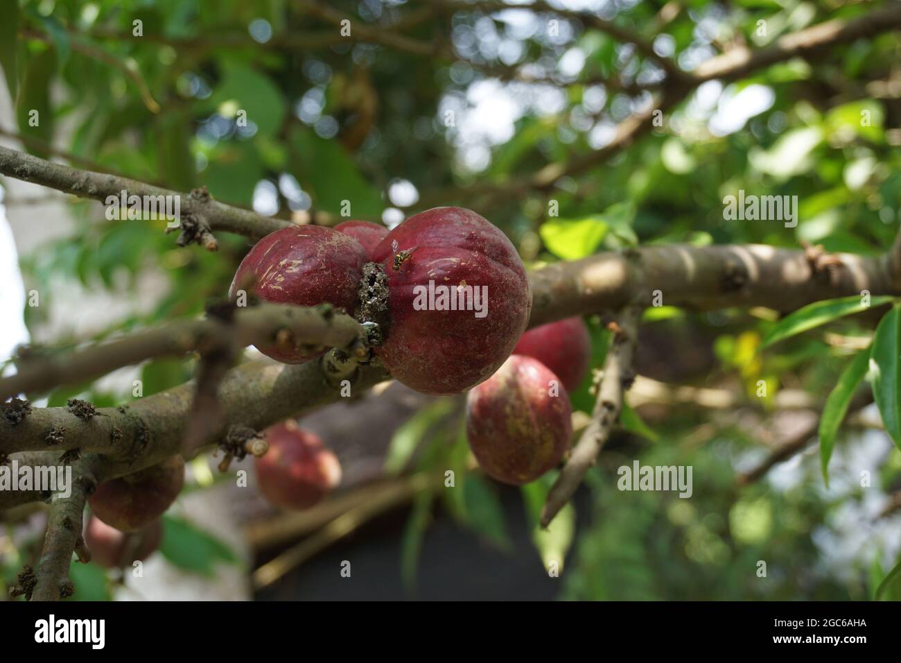 Phaleria macrocarpa (Also called Mahkota Dewa, simalakama, Makuto Rojo ...