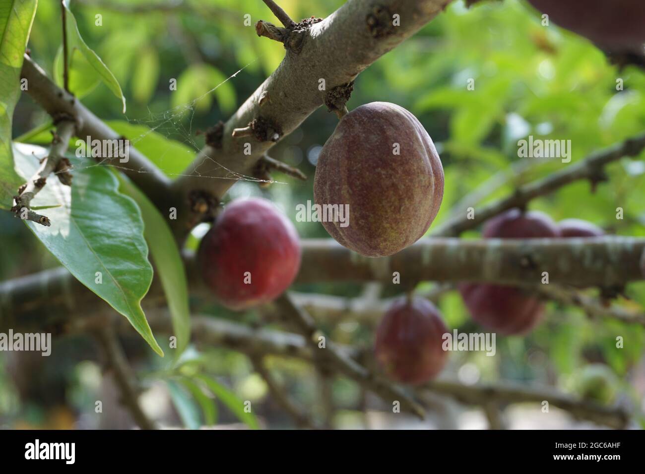 Phaleria macrocarpa (Also called Mahkota Dewa, simalakama, Makuto Rojo ...