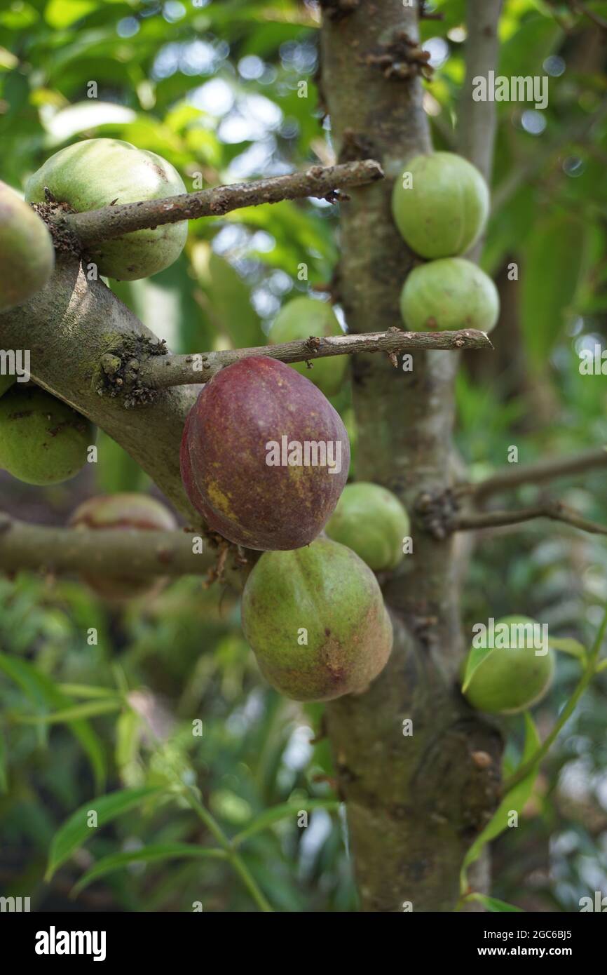 Phaleria macrocarpa (Also called Mahkota Dewa, simalakama, Makuto Rojo ...
