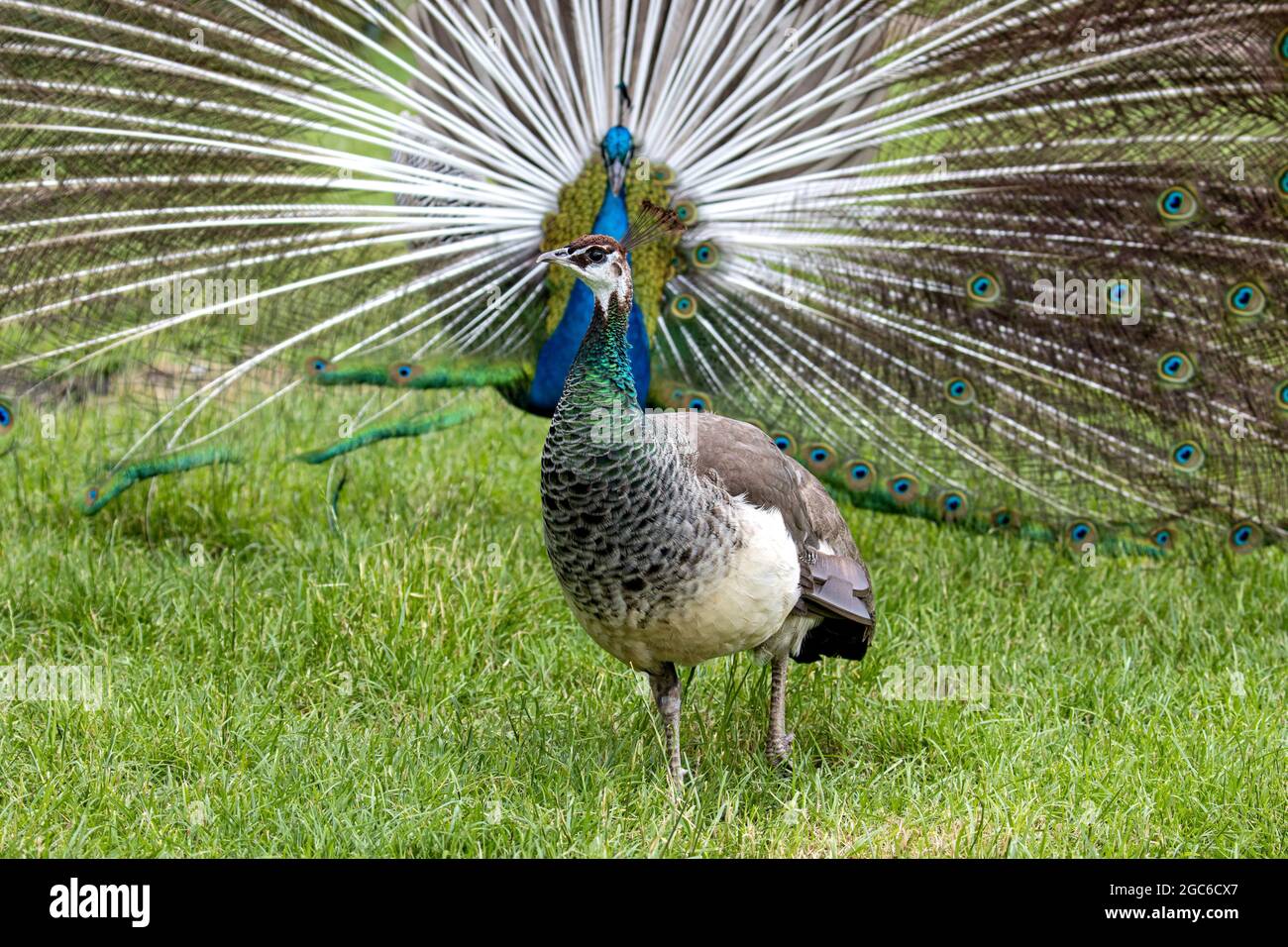 male Indian peafowl (Pavo cristatus) courting female Stock Photo - Alamy
