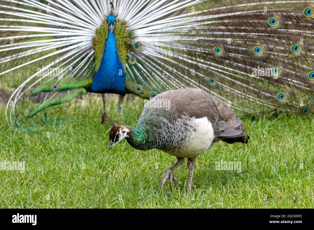 Male And Female Peacock