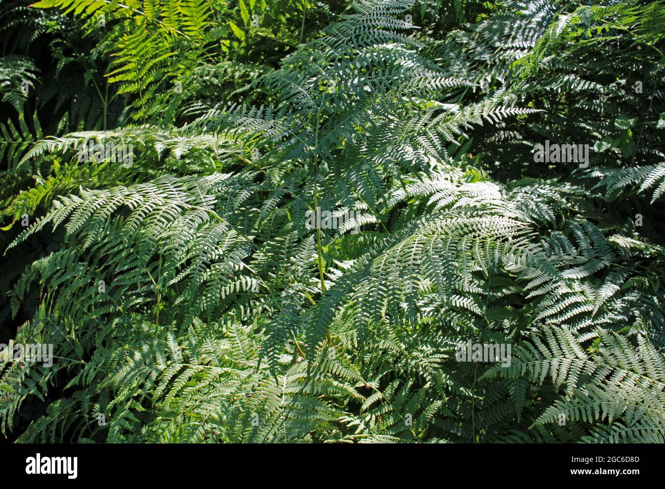 Pteridium aquilinum, plants by summer, Zagreb, Croatia Stock Photo - Alamy