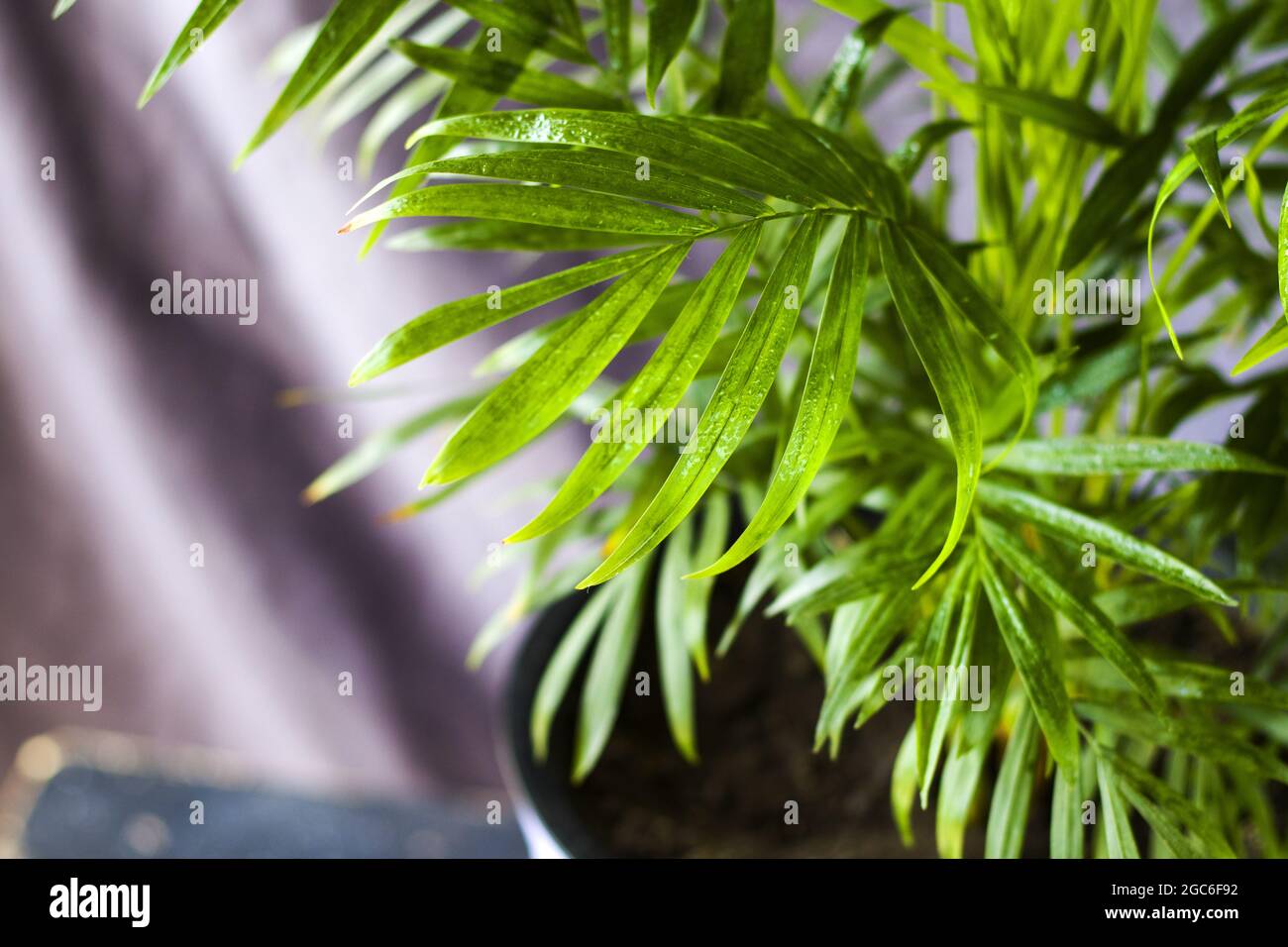 Chrysalidocarpus lutescens hi-res stock photography and images - Alamy