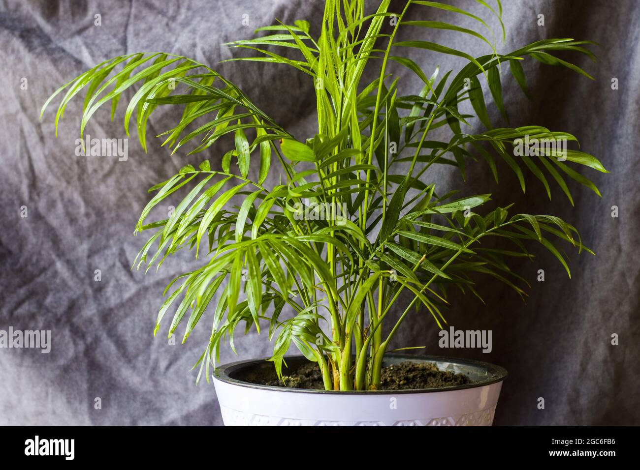 Chrysalidocarpus lutescens hi-res stock photography and images - Alamy