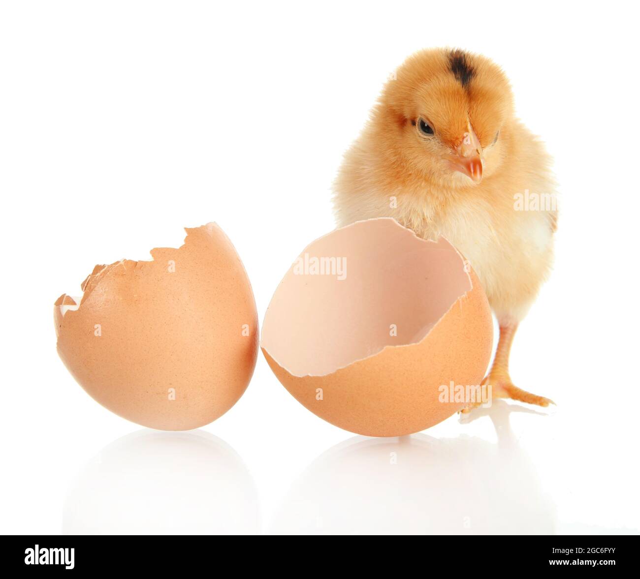 Little chicken with eggshell isolated on white Stock Photo - Alamy