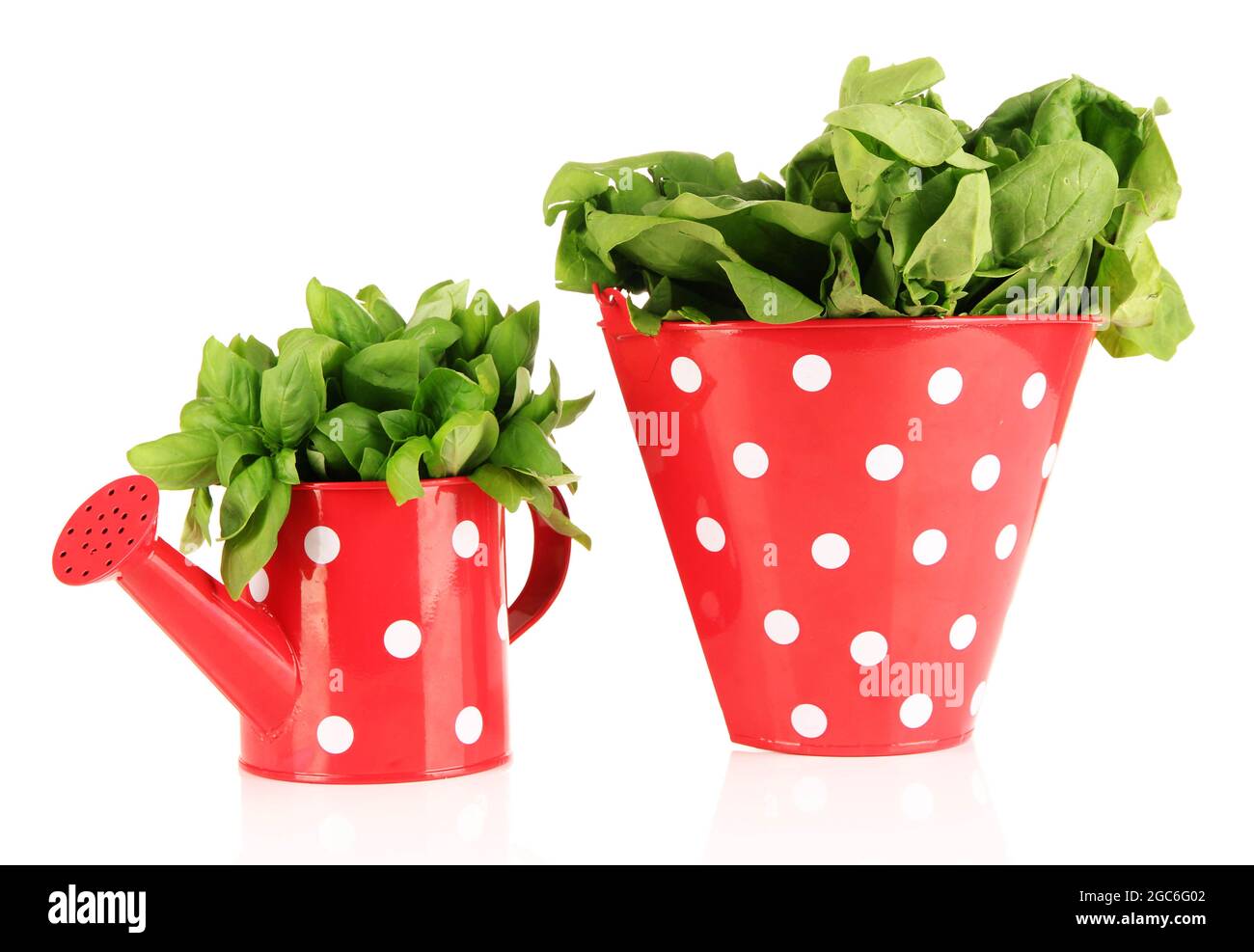 Fresh herbs in colorful watering can and pail isolated on white Stock ...