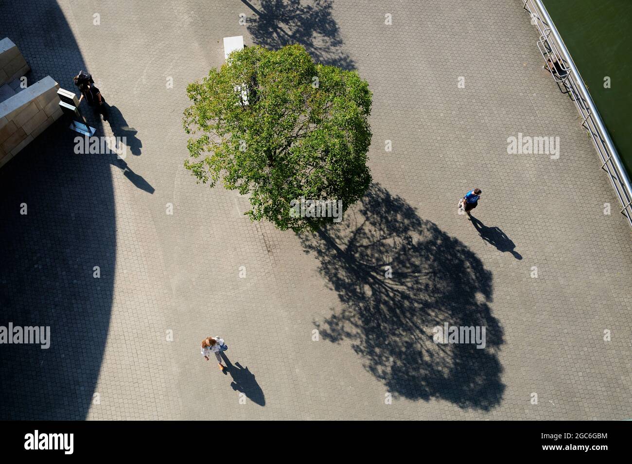 Aerial view of a tree with long shadow and people walking Stock Photo ...
