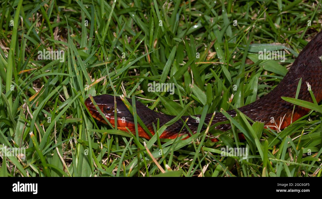 Red bellied water snake hiding in the grass in North Carolina Stock ...