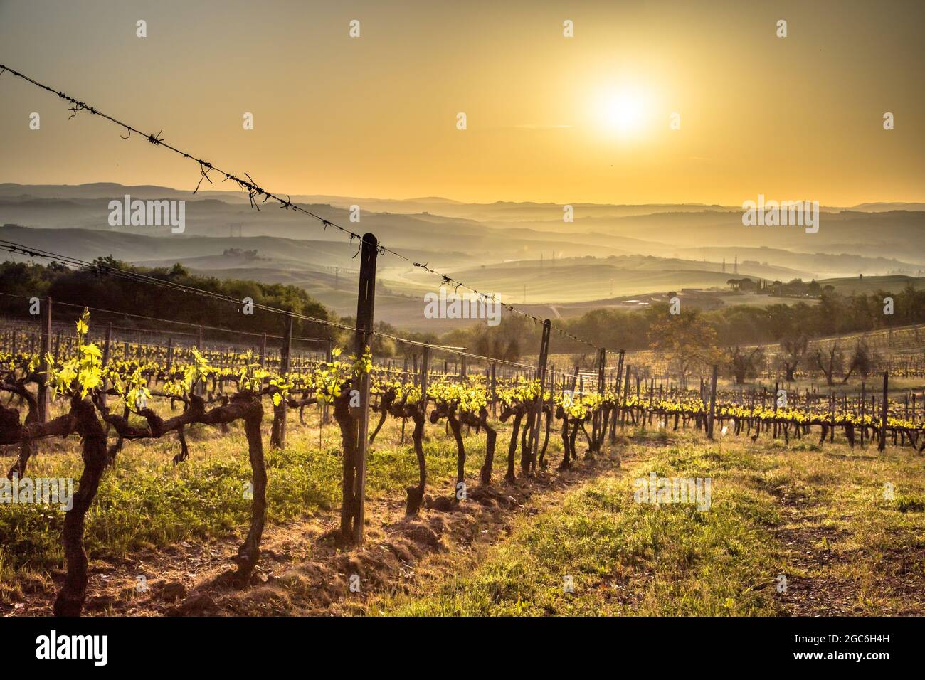 Vineyard in foggy hills of Montalcino, Tuscany, Italy, April Stock ...