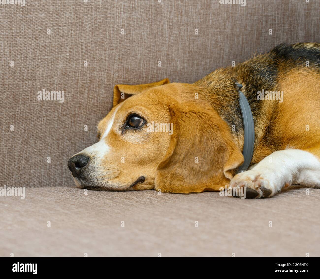 Beagle dog female lying on sofa sofa Stock Photo - Alamy