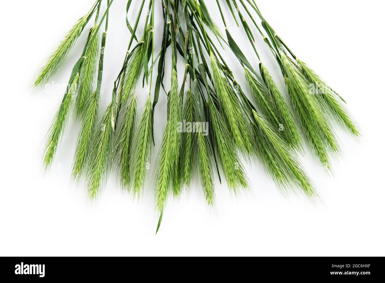 Many spikelets isolated on white Stock Photo - Alamy