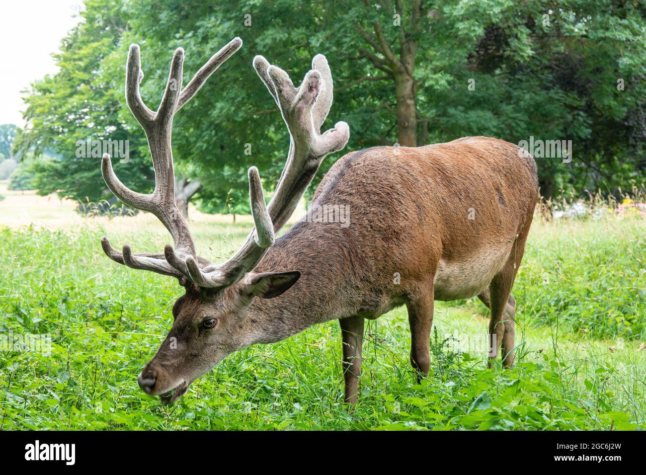 Young red deer with velvet antlers Stock Photo - Alamy