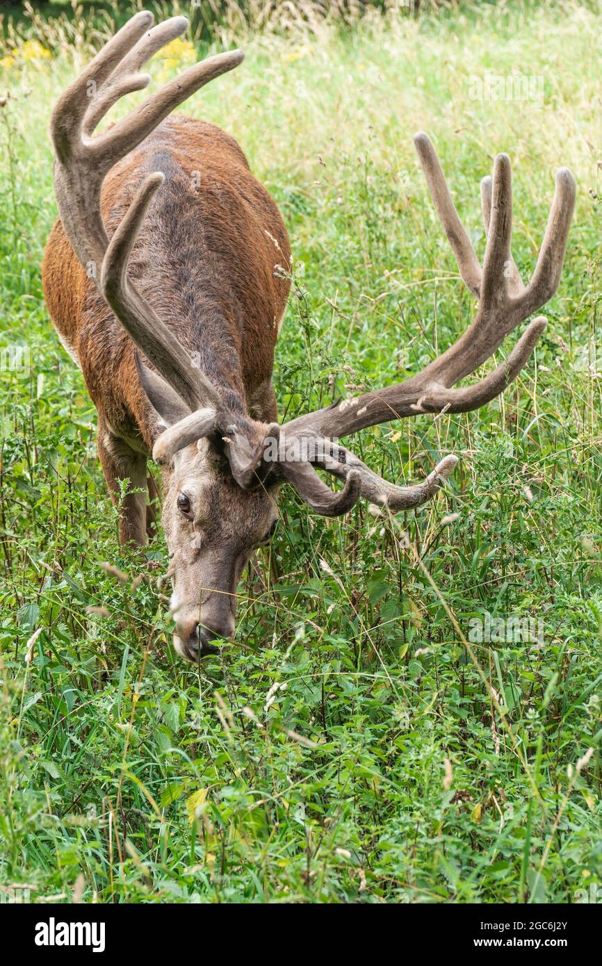 Young red deer with velvet antlers Stock Photo - Alamy