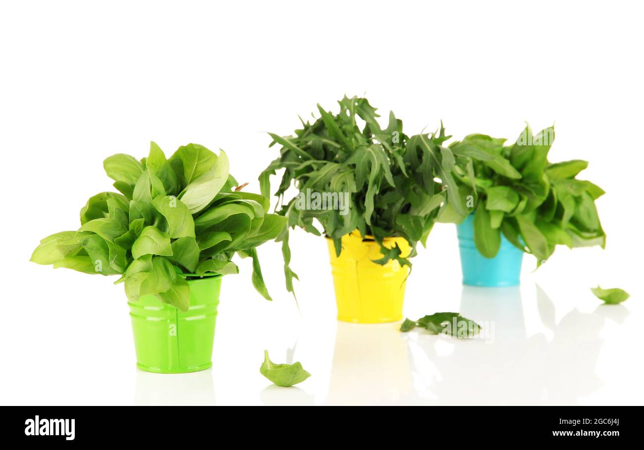 Fresh herb in colorful pails isolated on white Stock Photo - Alamy