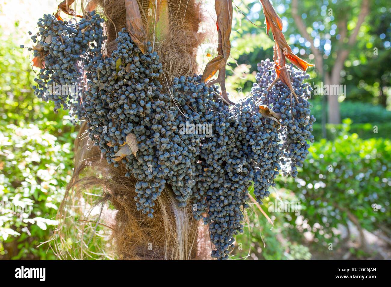 Chinese windmill palm ripe fruits or Trachycarpus fortunei. Closeup ...