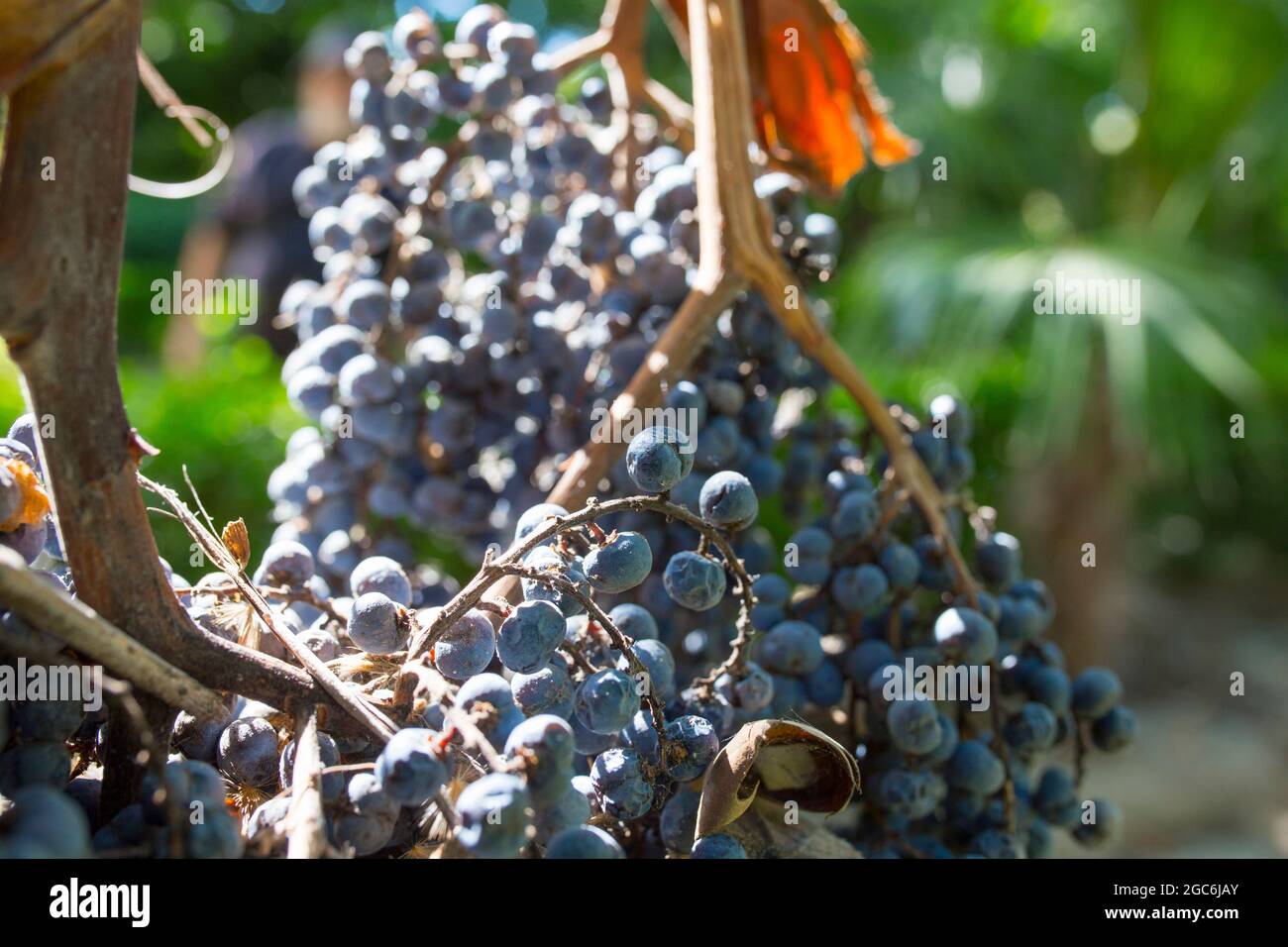 Chinese windmill palm ripe fruits or Trachycarpus fortunei. Closeup ...
