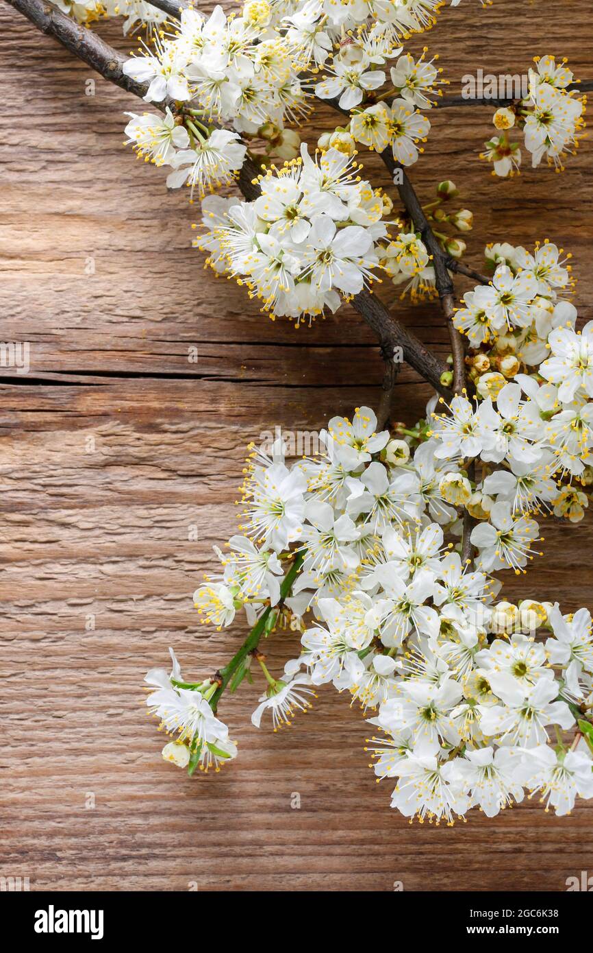 Cherry blossom on wooden background. Graphic resources Stock Photo - Alamy