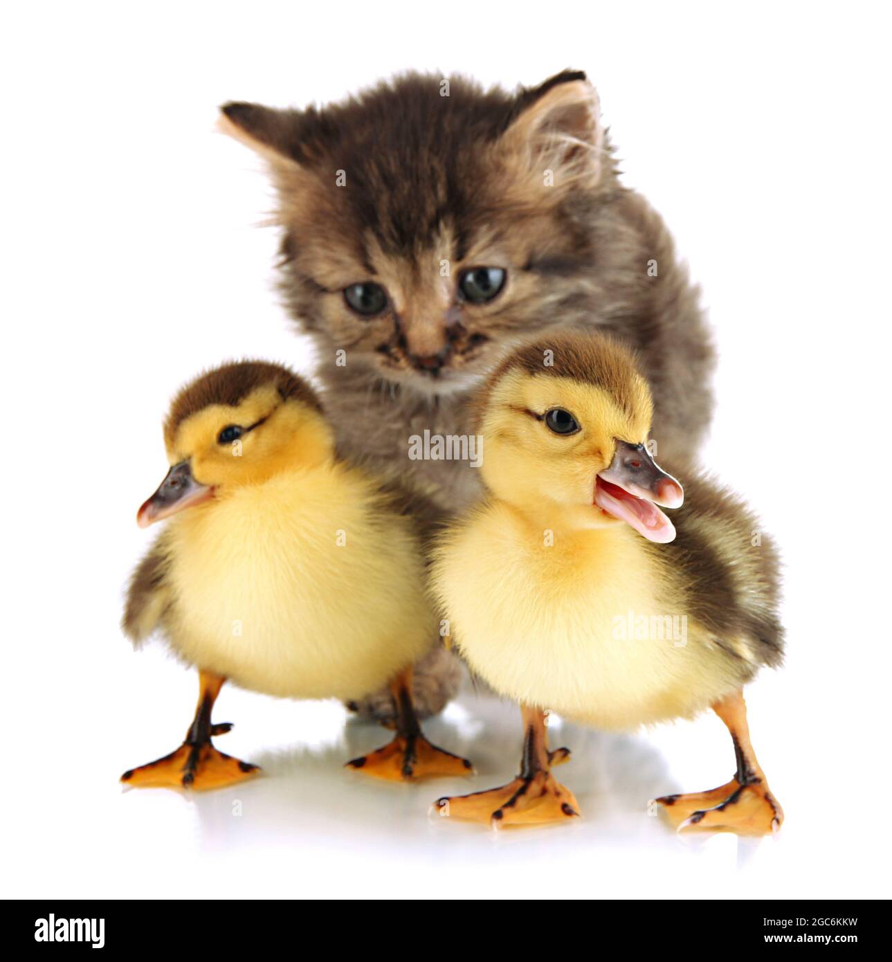 Baby Ducks And Kittens