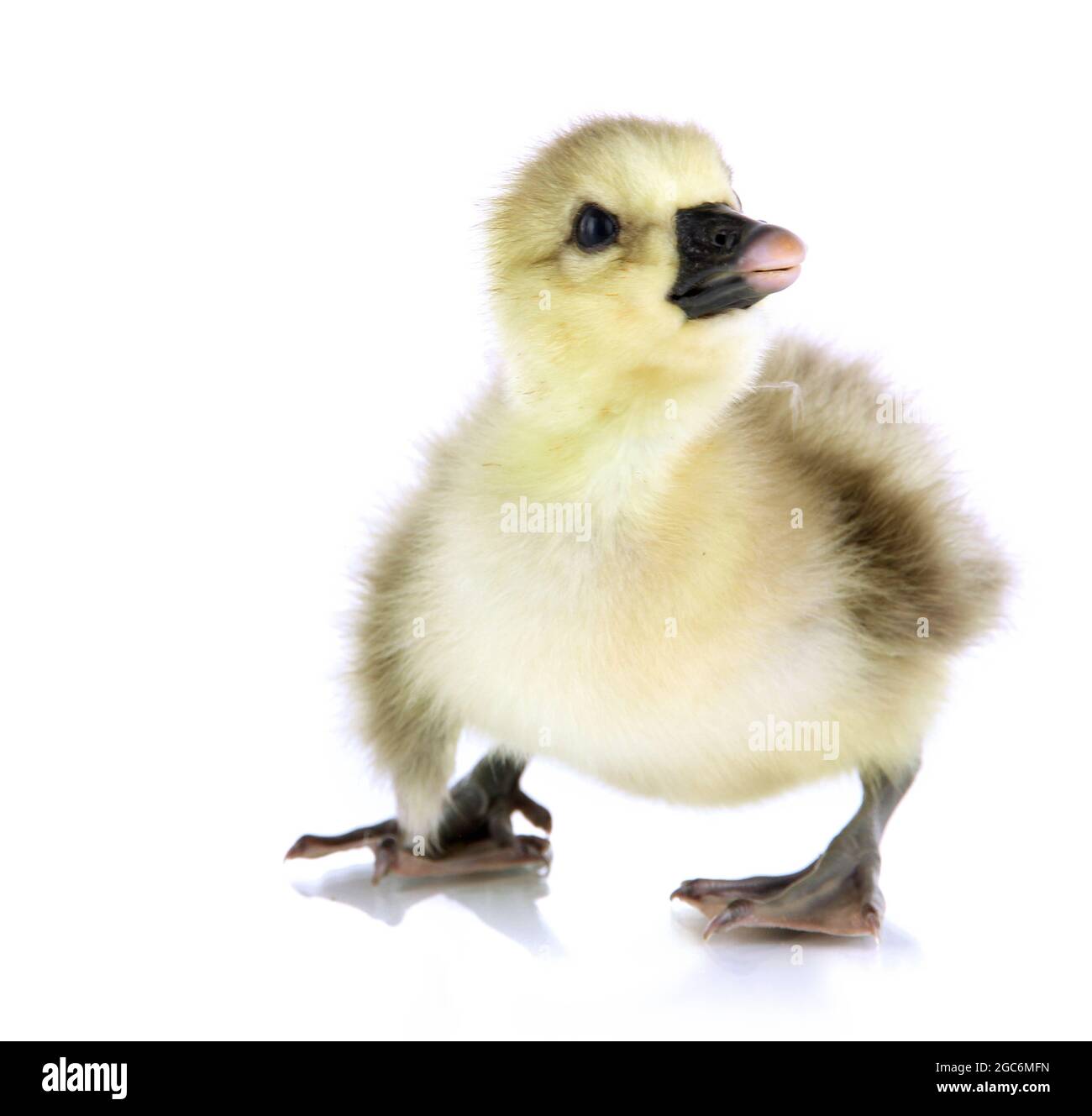 Little duckling isolated on white Stock Photo - Alamy