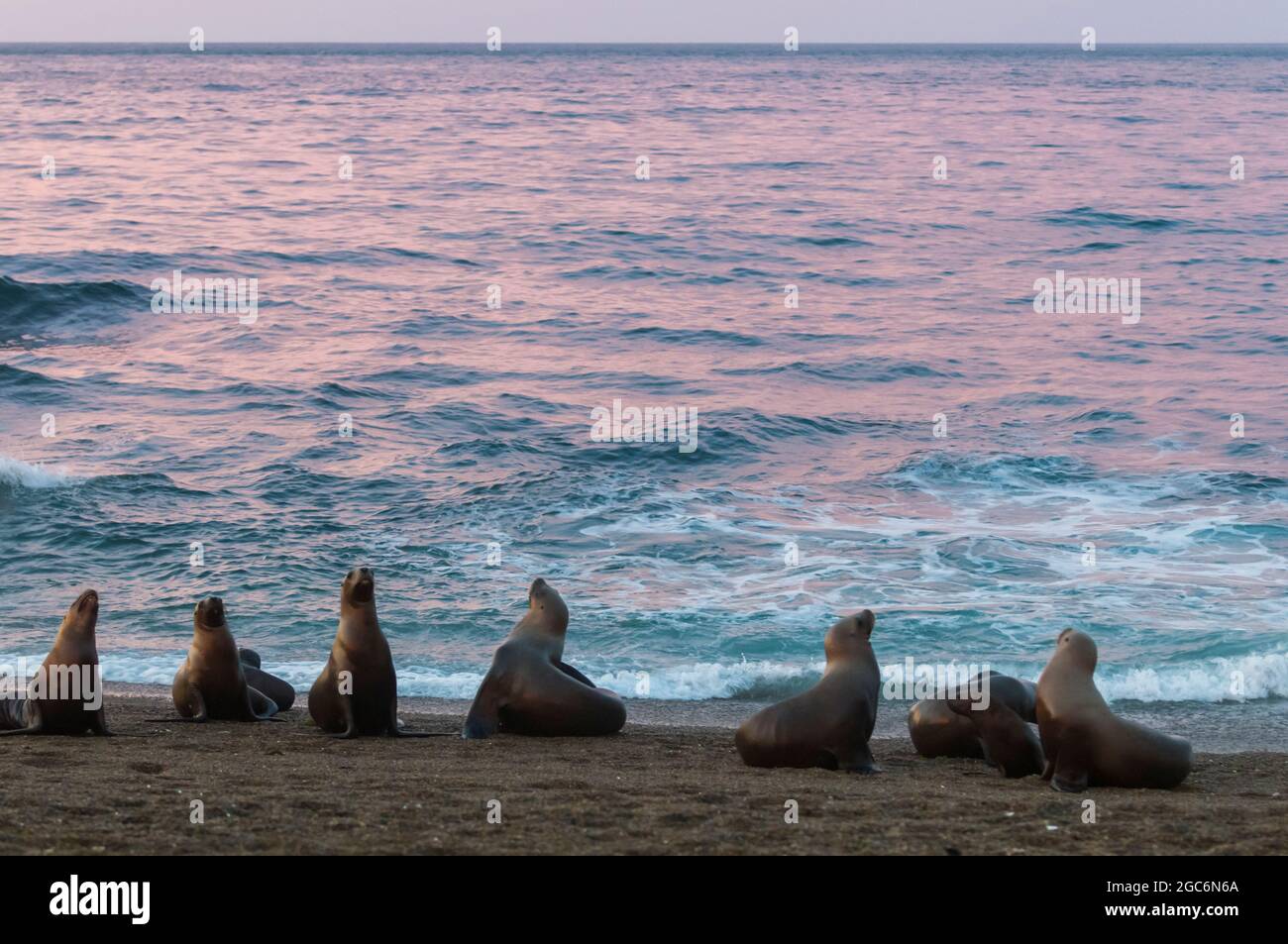 Sea Lions On a Patagonian beach, Peninsula Valdes, Unesco World ...