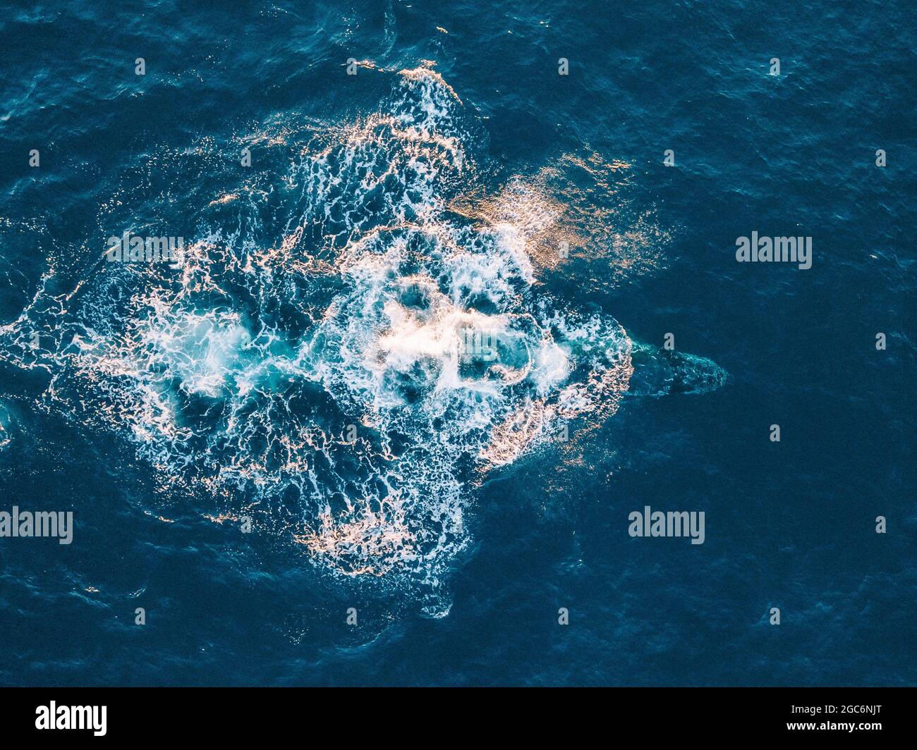 Whale splashing water in the ocean Stock Photo - Alamy