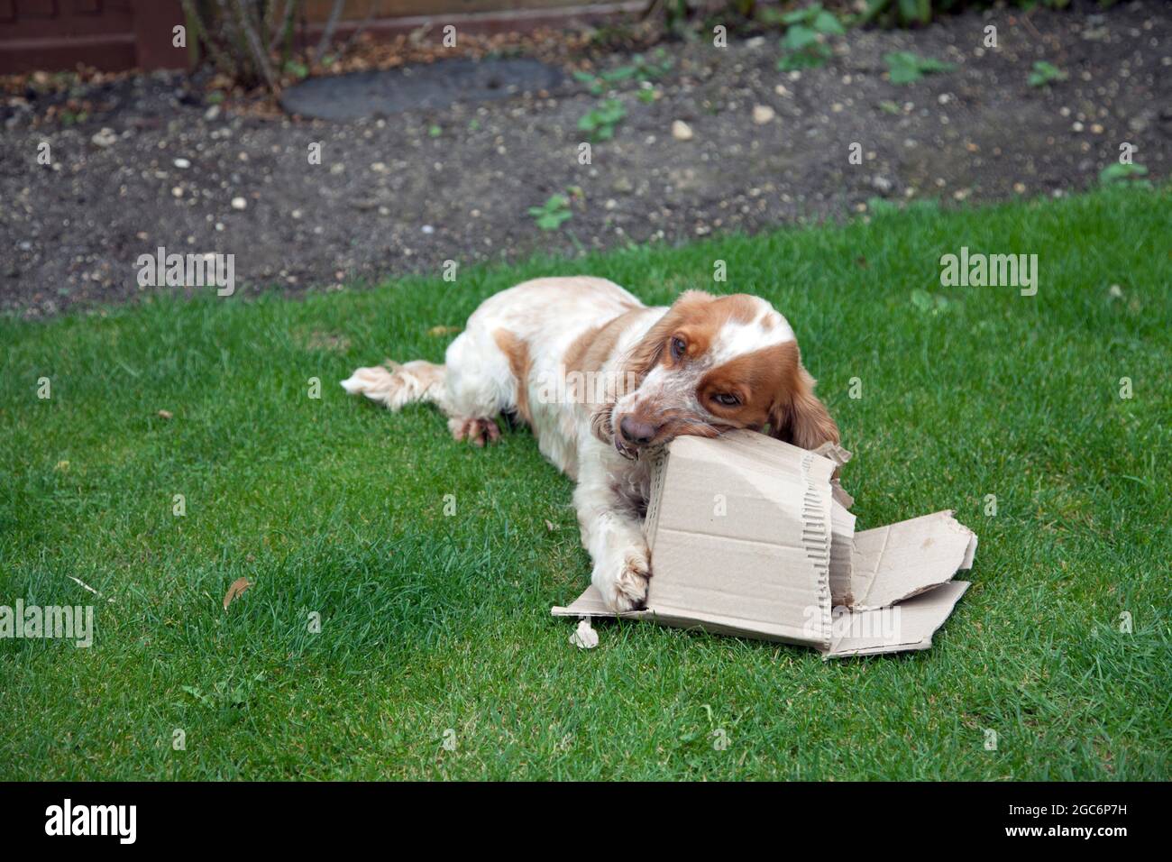 Young (2 yo) Cocker Spaniel busy having fun tearing a cardboard box ...