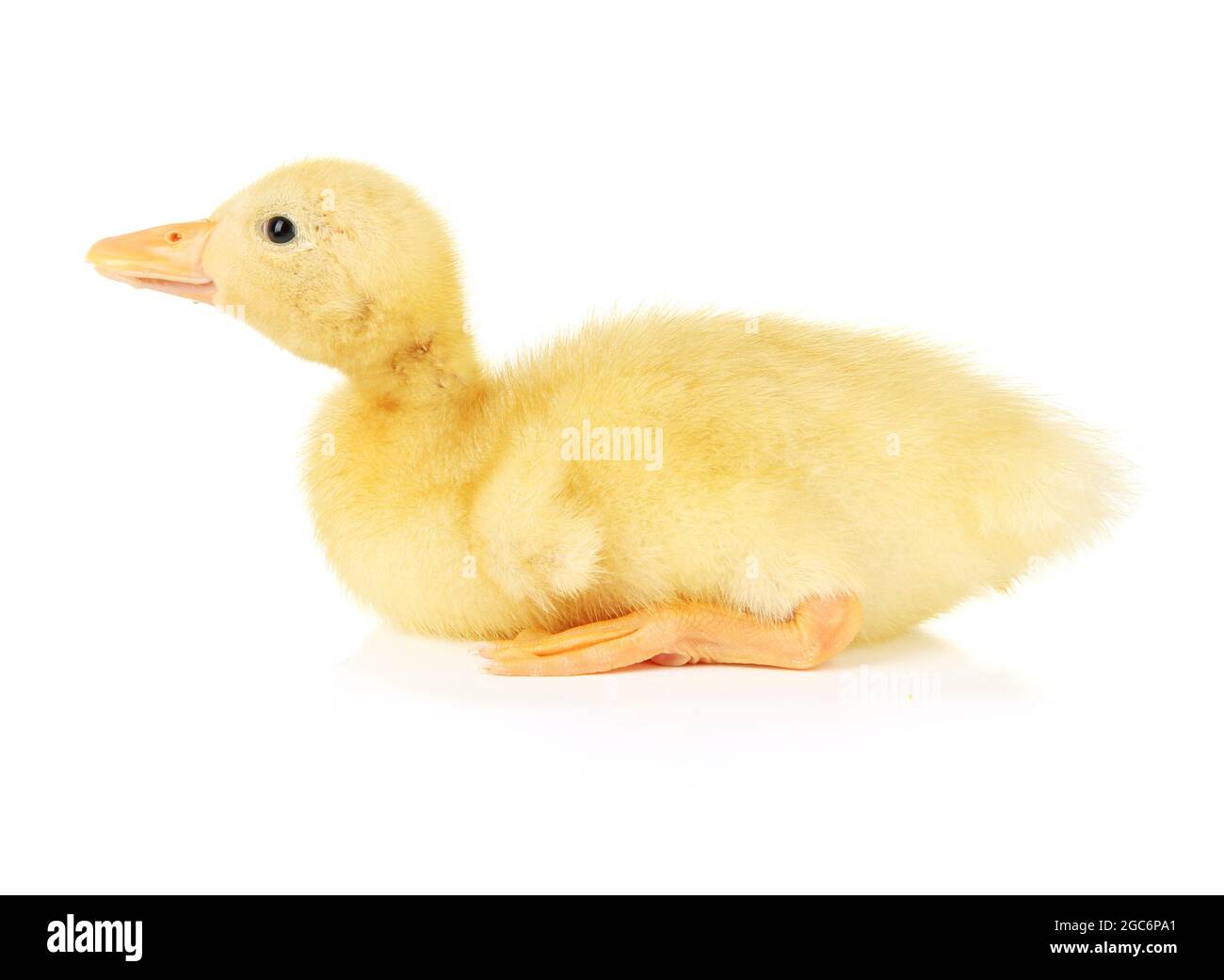 Cute duckling, isolated on white Stock Photo - Alamy