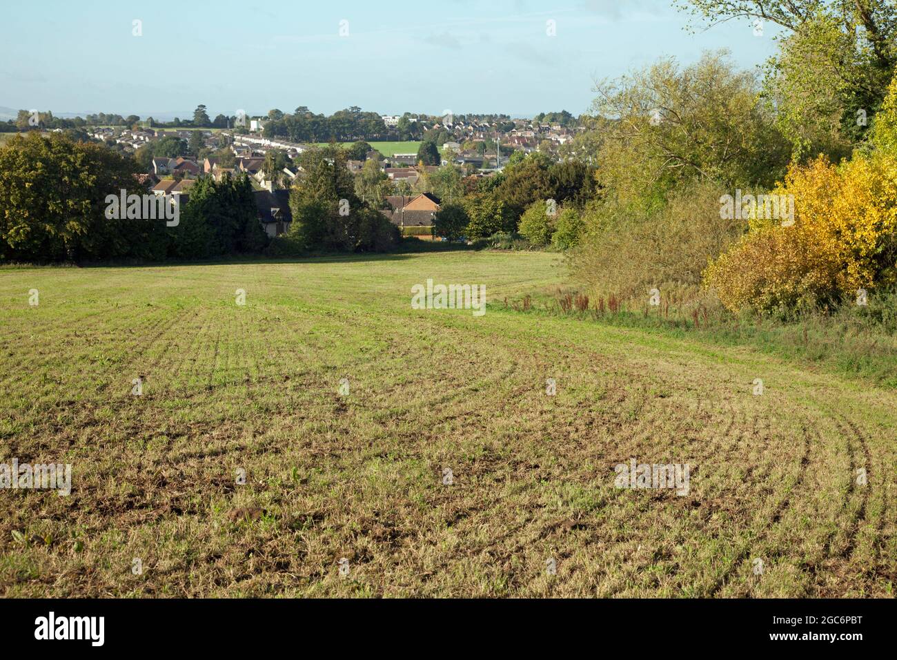 Winter crop starting to grow on a large field, looking towards a town ...