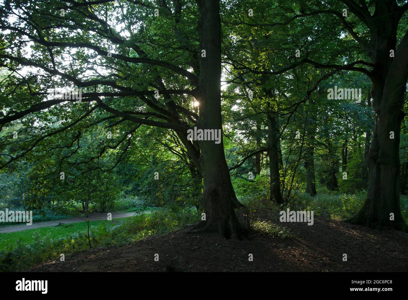 Trees casting a wide dapple shade next to a path Stock Photo - Alamy