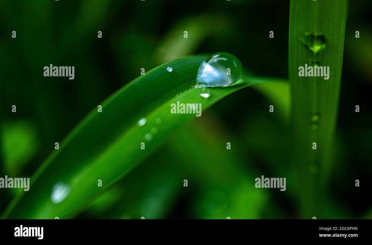 Close-up of water drops on grass Stock Photo - Alamy