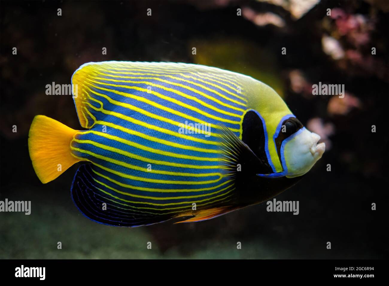 Emperor angelfish fish underwater in sea Stock Photo - Alamy