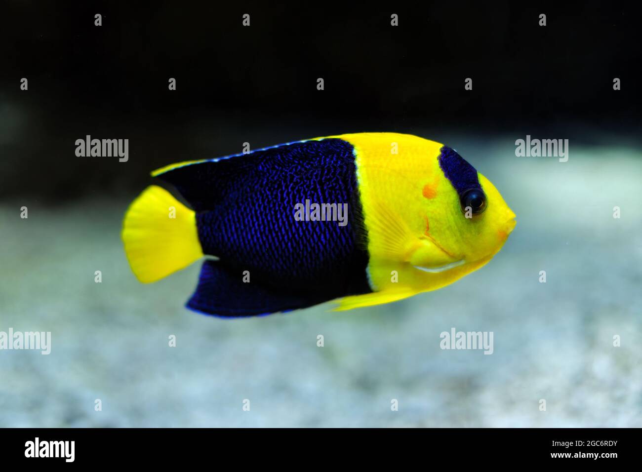 Bicolor angelfish Centropyge bicolor fish underwater in sea Stock Photo ...